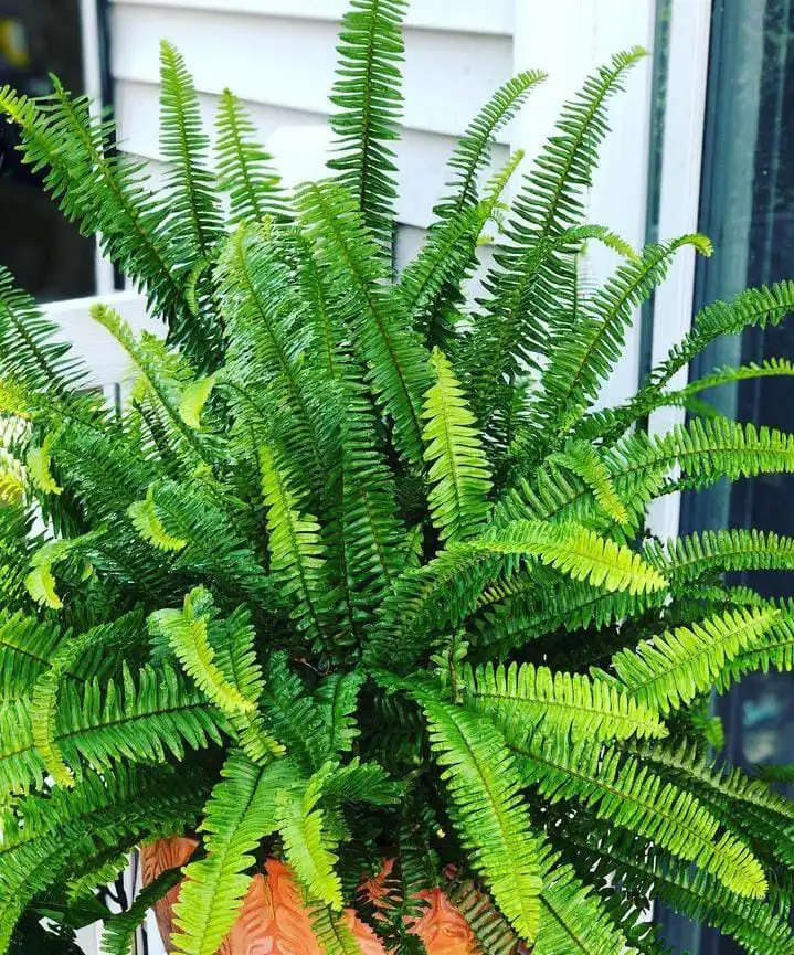 Feline-Friendly Foliage: Non-Toxic Plants for cat friendly homes ...